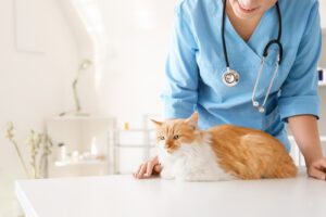 Symptoms of Taurine Deficiency in Cats - 441 Animal Hospital